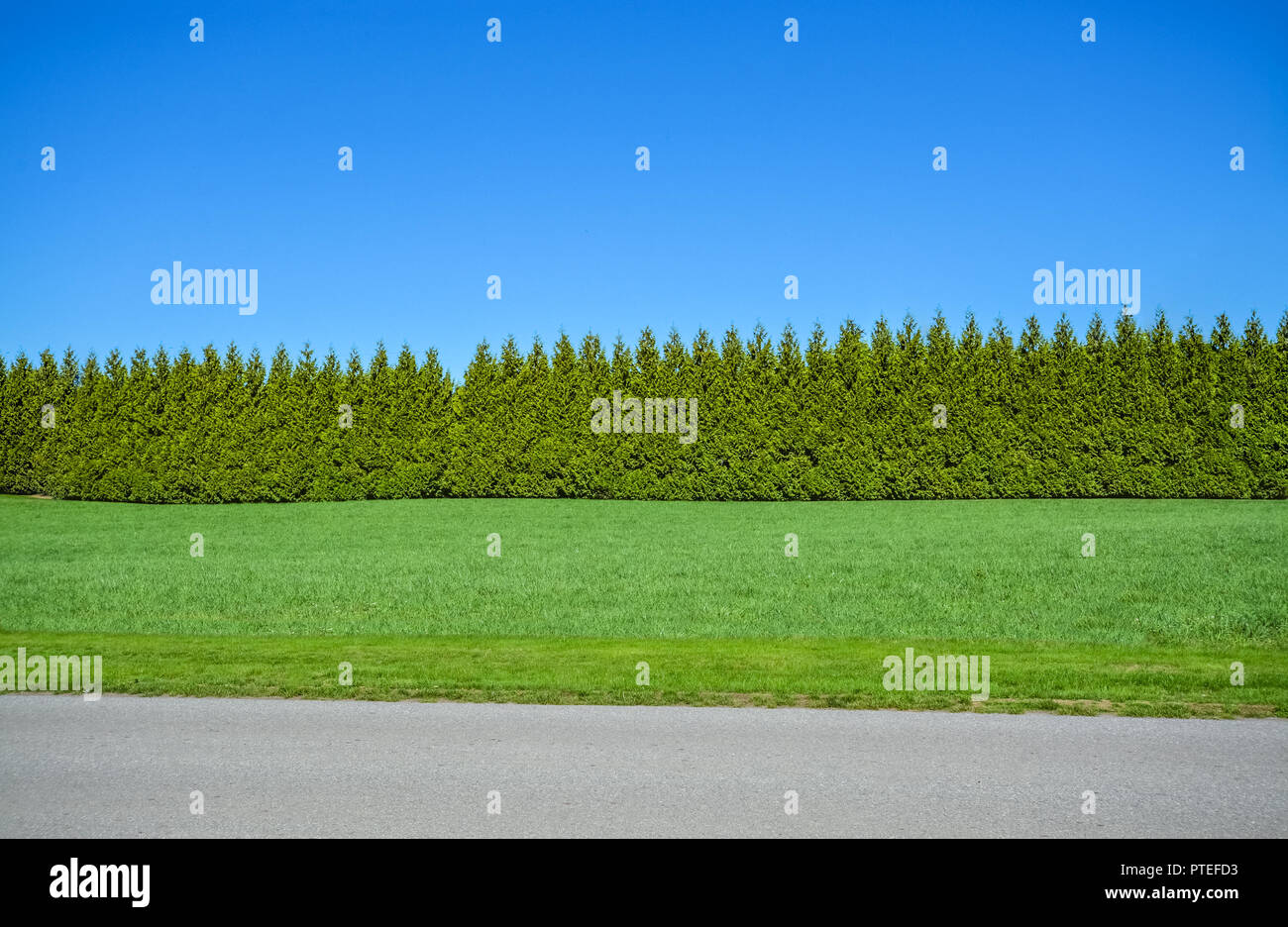 Long high hedge on lawn hi-res stock photography and images - Alamy