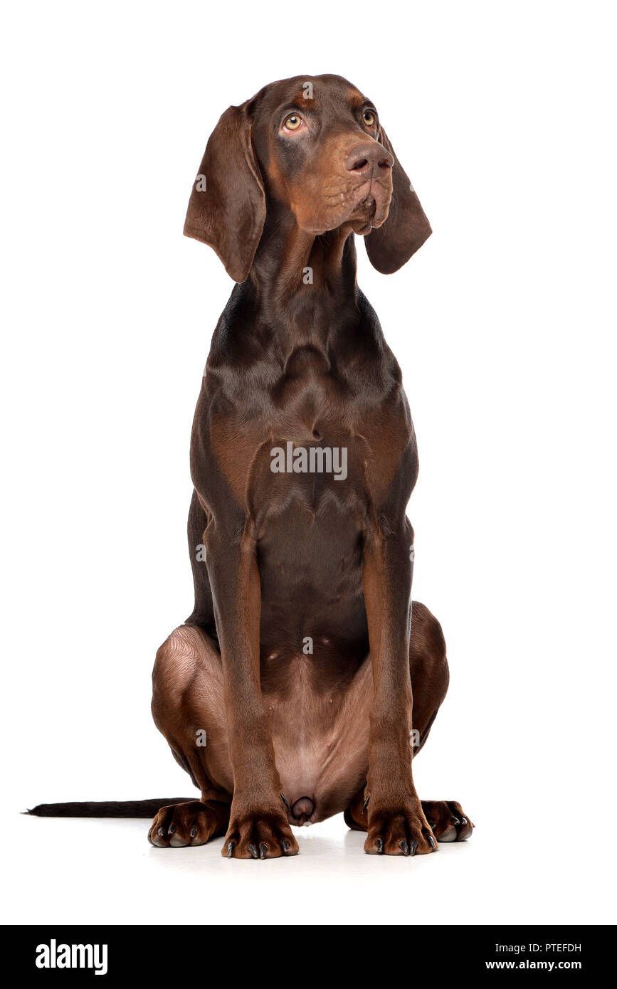Studio shot of an adorable German pointer sitting on white background ...