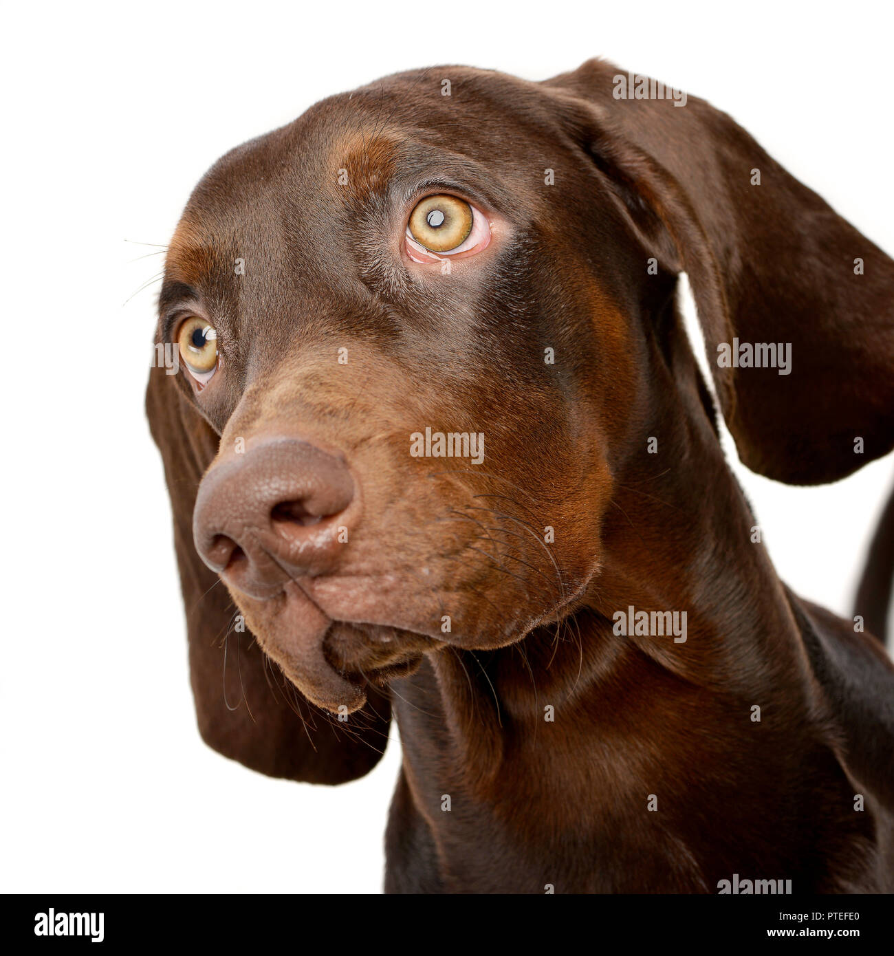German Long Haired Pointer High Resolution Stock Photography and Images ...