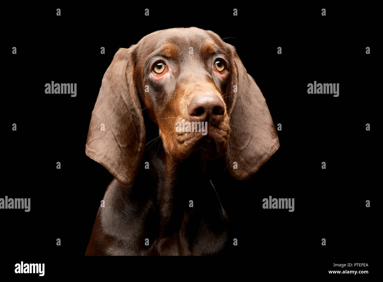 German long haired pointer hi-res stock photography and images - Alamy