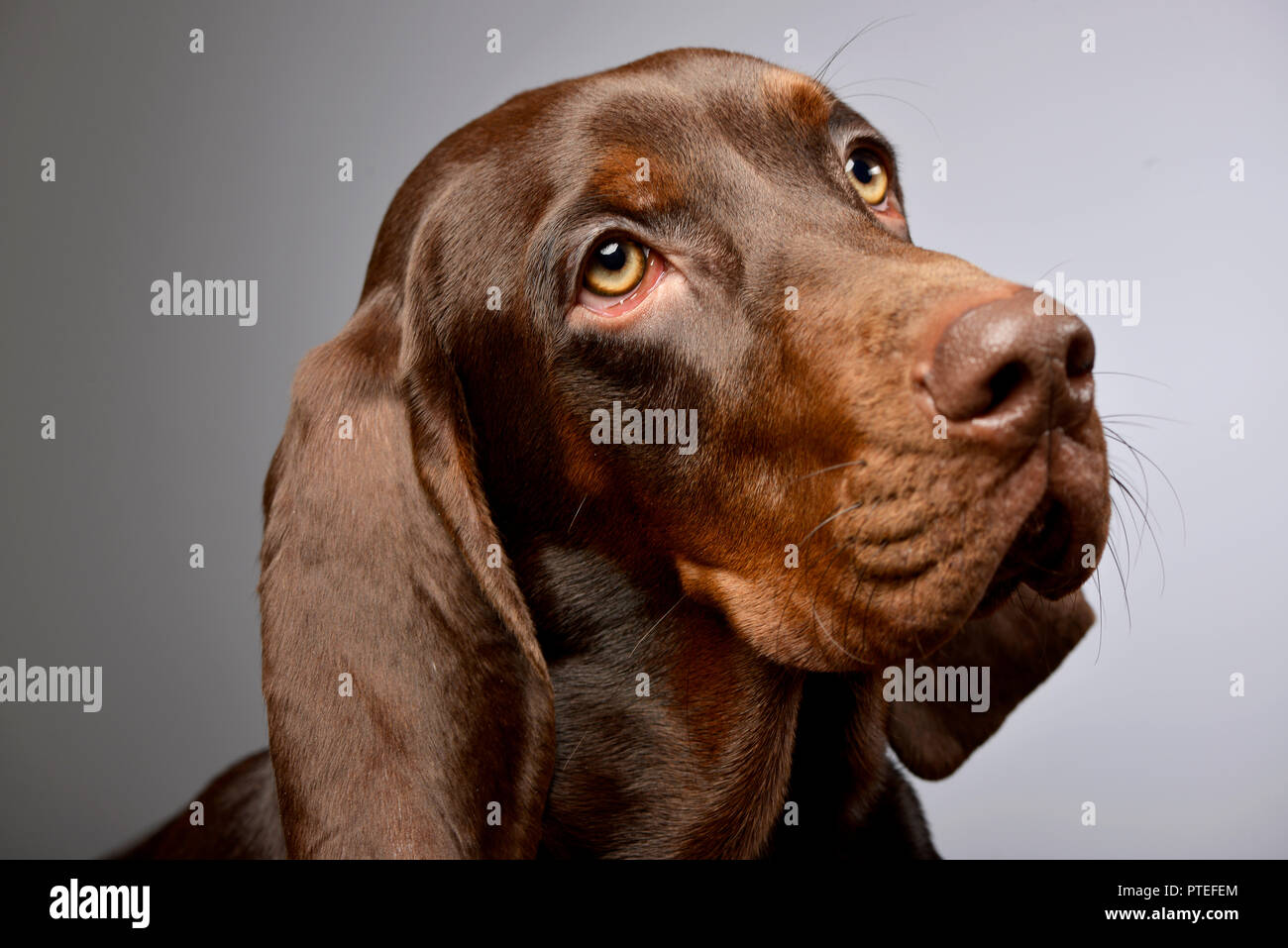 German long haired pointer hi-res stock photography and images - Alamy