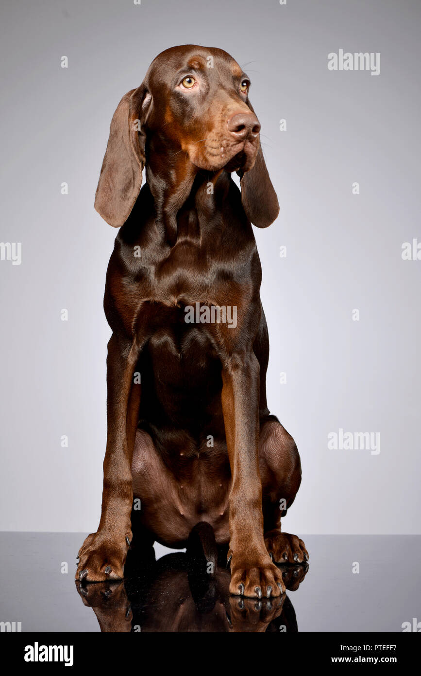 German Long Haired Pointer High Resolution Stock Photography and Images ...