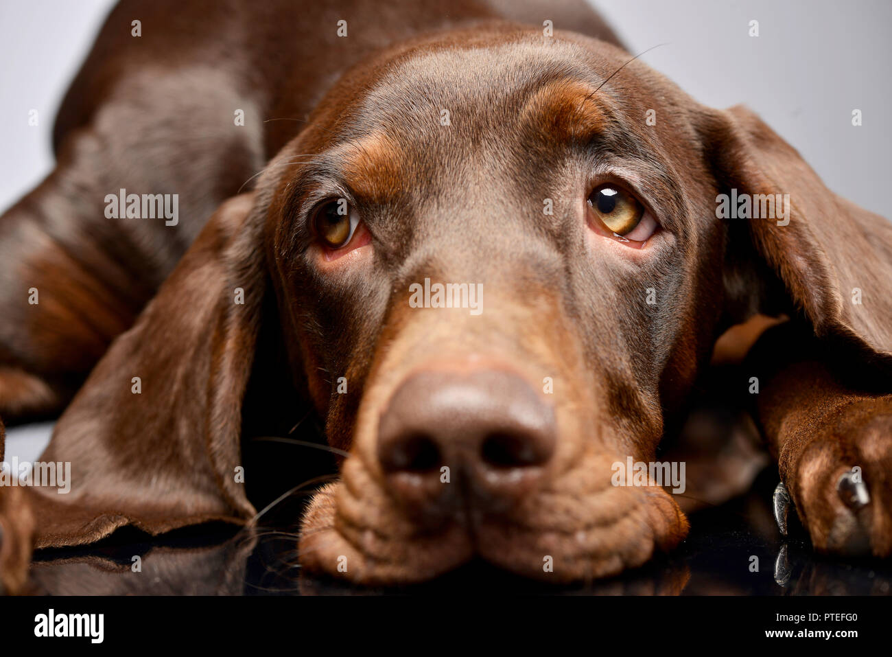German long haired pointer hi-res stock photography and images - Alamy