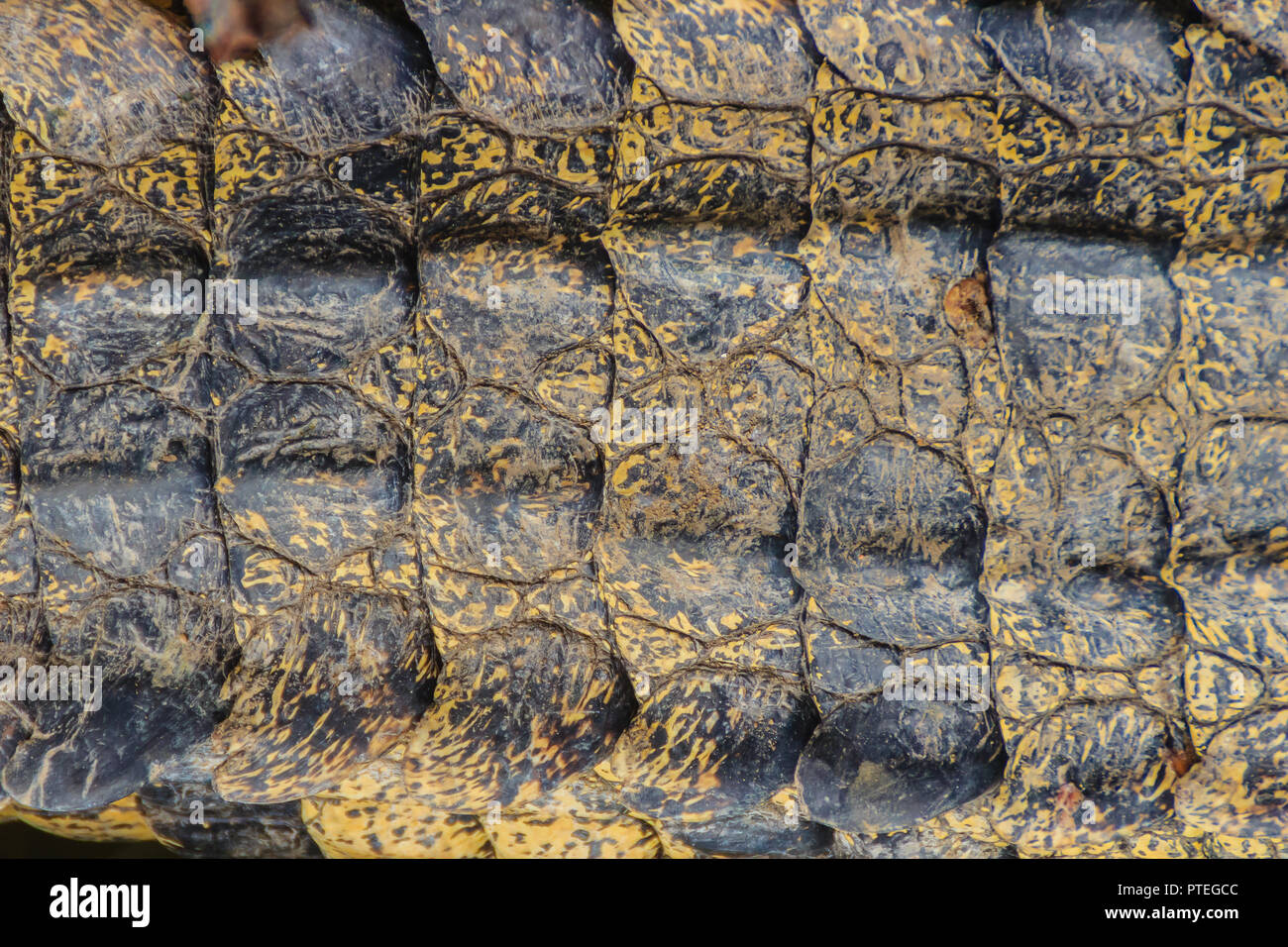 Alive crocodile skin pattern from the living body for background ...