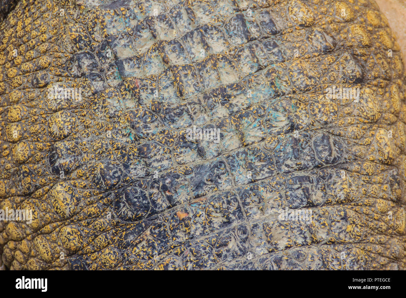 Alive crocodile skin pattern from the living body for background ...