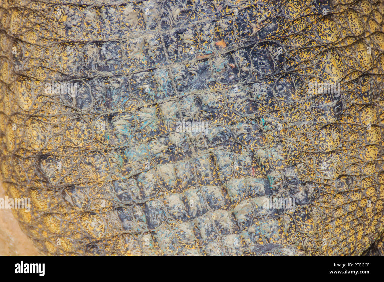 Alive crocodile skin pattern from the living body for background ...