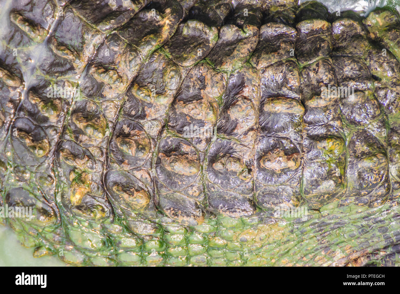 Alive crocodile tail pattern from the living body for background ...