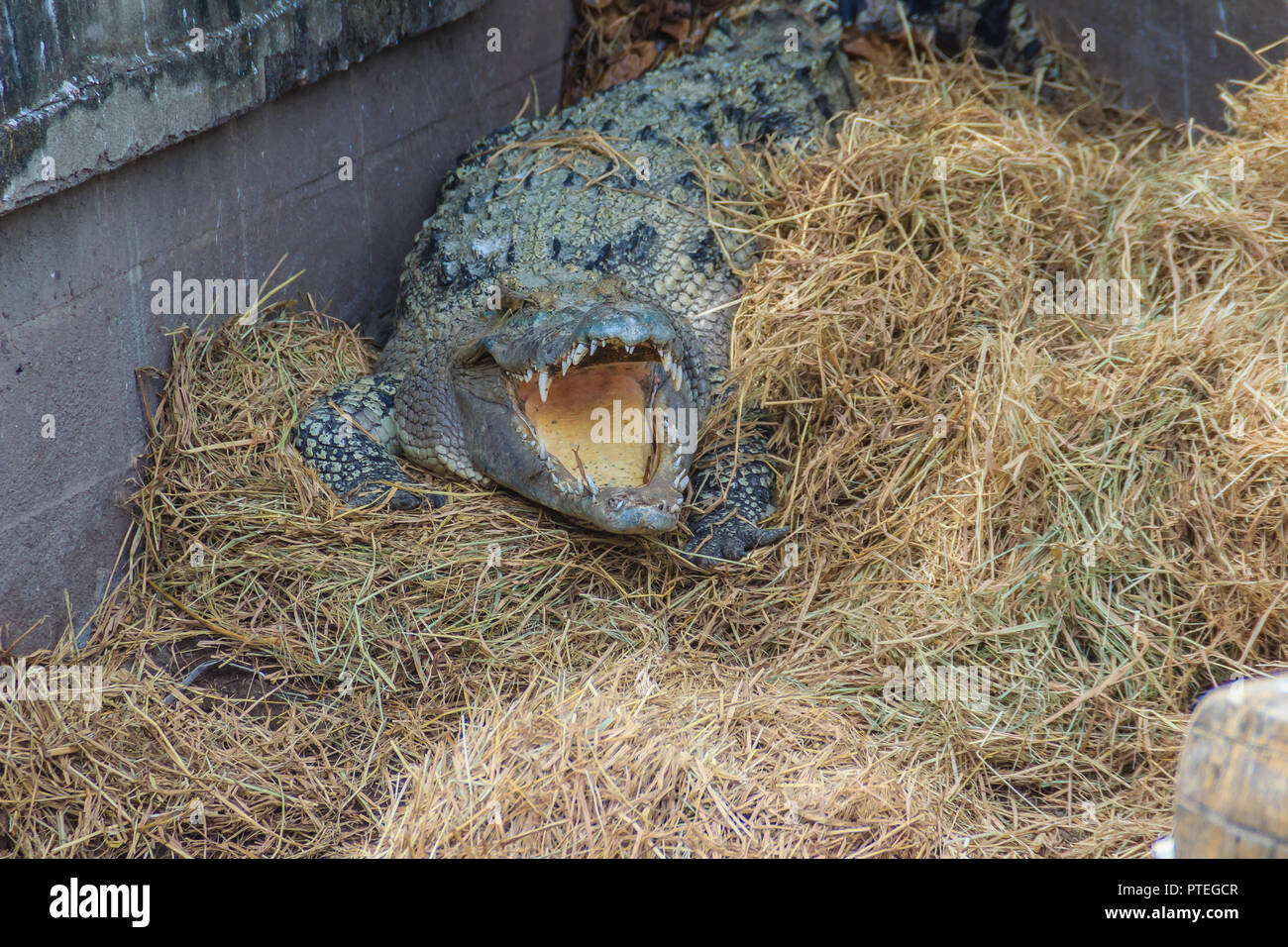Wild crocodile laying eggs in the straw nest. Alligator is spawning ...