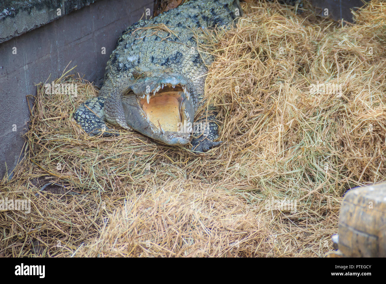 Crocodile egg nest hi-res stock photography and images - Alamy