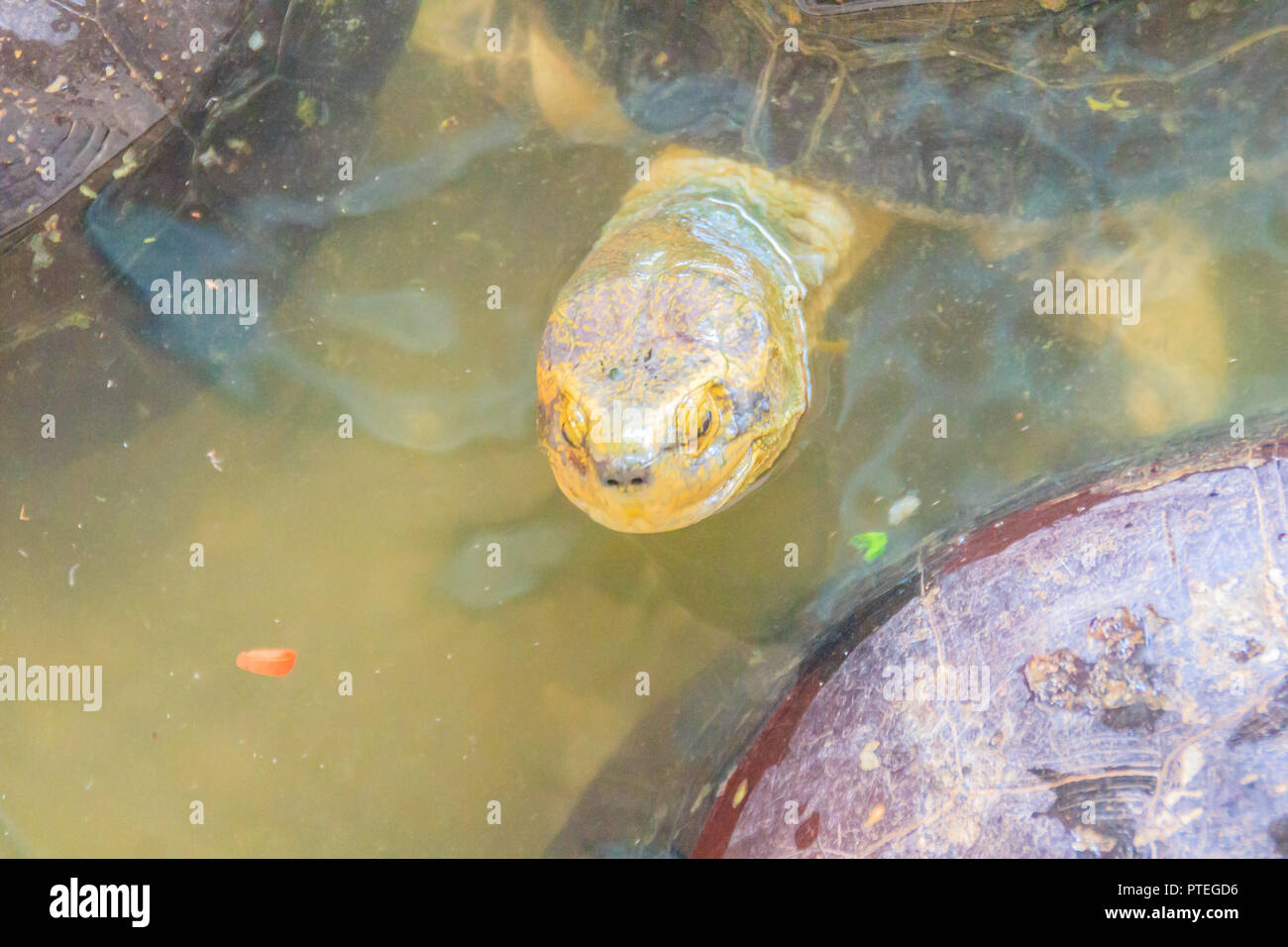 Cute Yellow-headed temple turtle in the farm. The yellow-headed temple ...