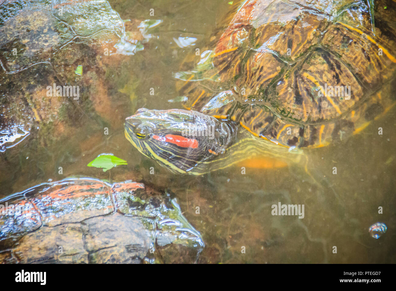 Cute red-eared slider (Trachemys scripta elegans), also known as the ...