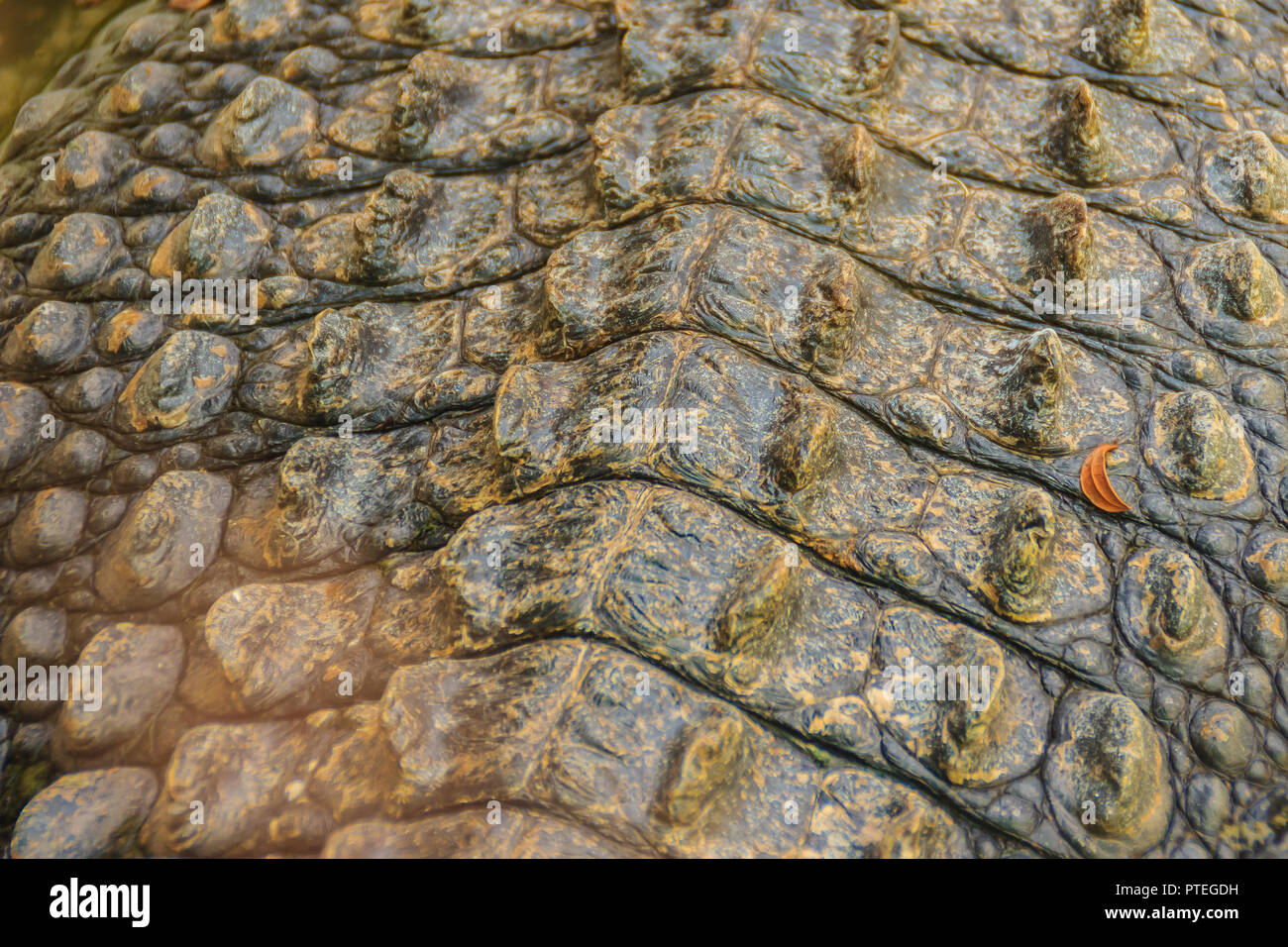 Alive crocodile skin pattern from the living body for background ...