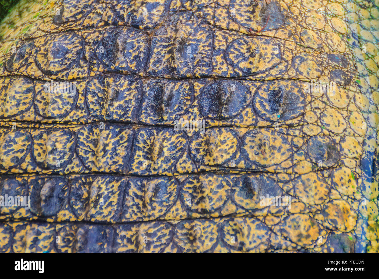 Skin texture saltwater crocodile hi-res stock photography and images ...