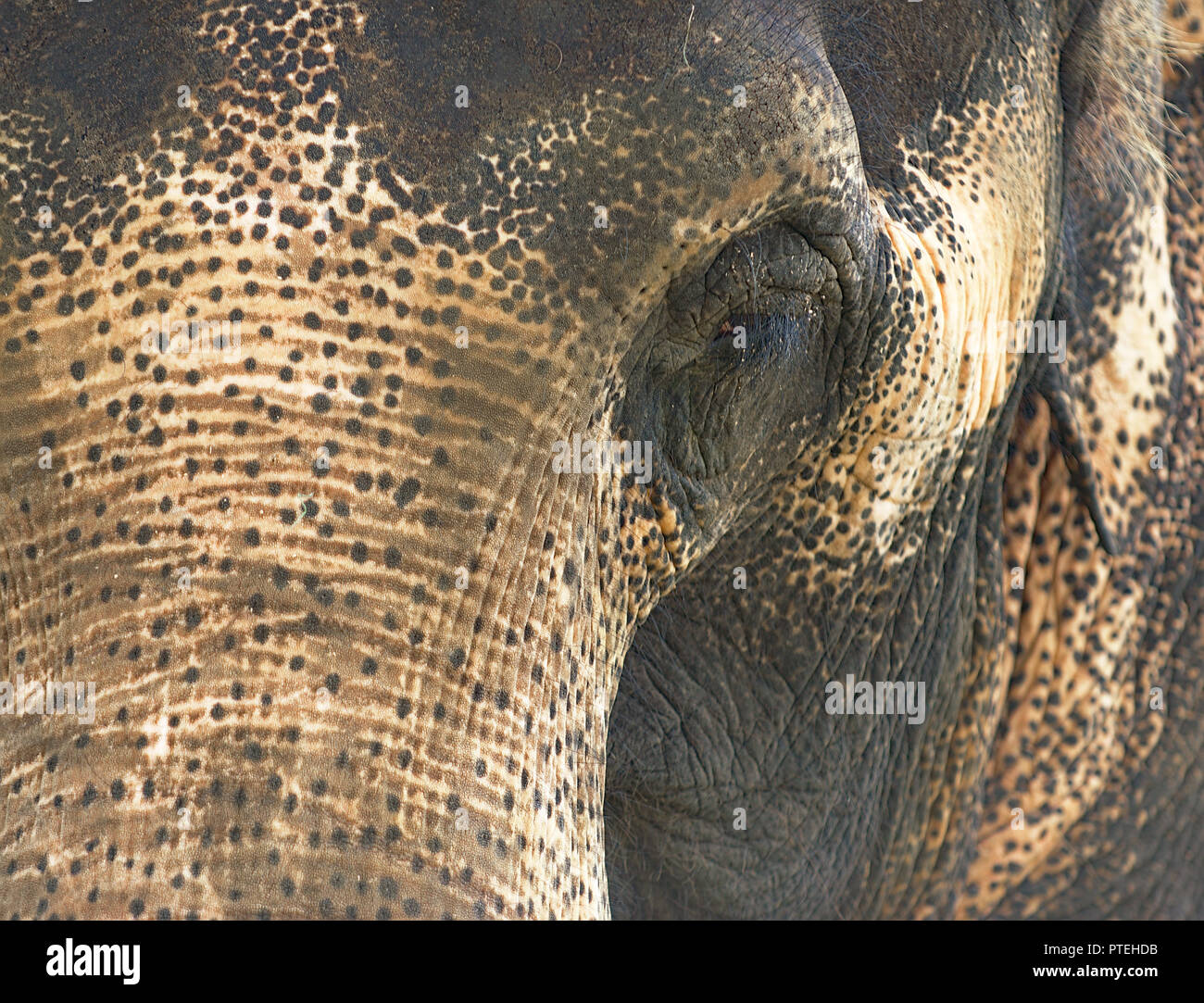 Close up of trained Elephant eye Stock Photo - Alamy