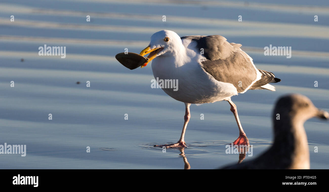 Sneaky wildlife hi-res stock photography and images - Alamy