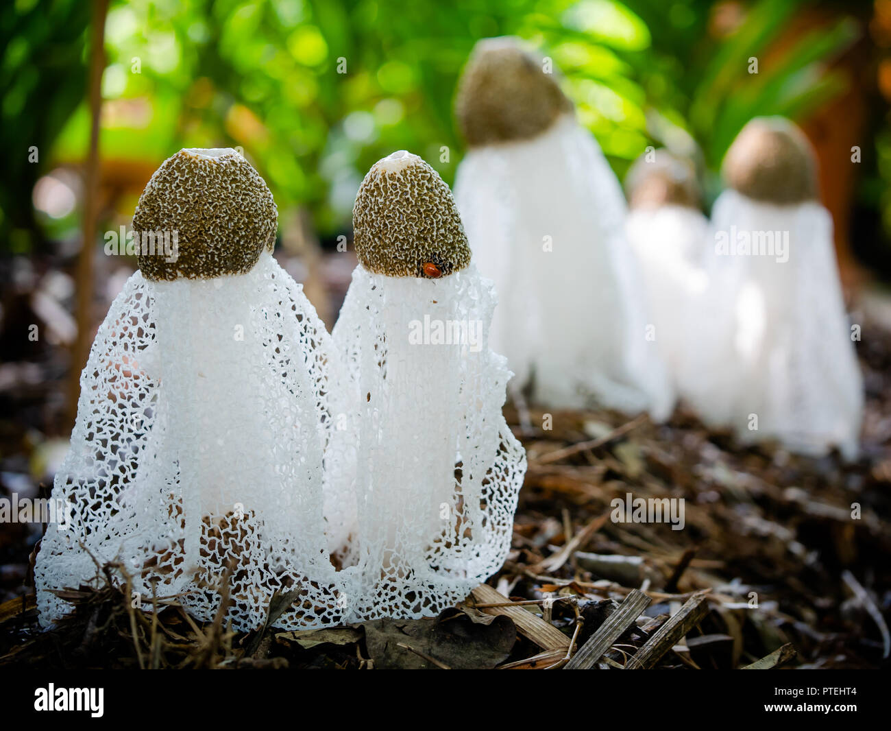 Bamboo mushroom hi-res stock photography and images - Alamy