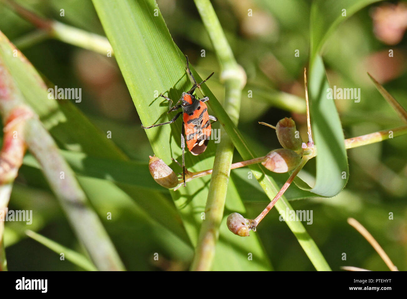 Lygaeidae hi-res stock photography and images - Alamy