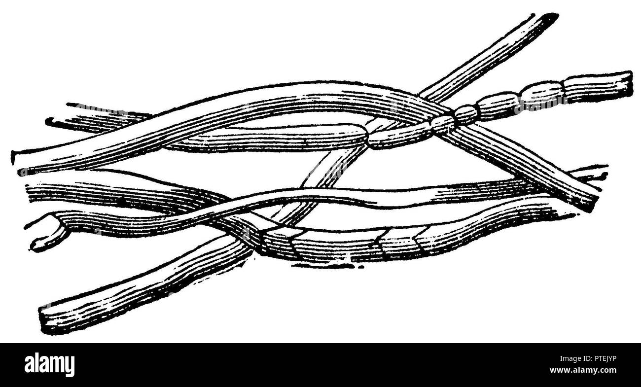 Flax fibers hi-res stock photography and images - Alamy