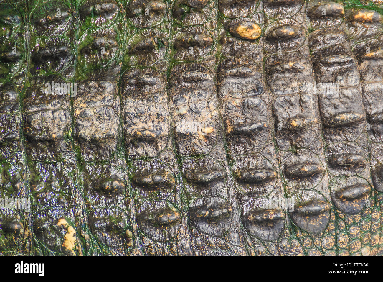 Alive crocodile skin pattern from the living body for background ...