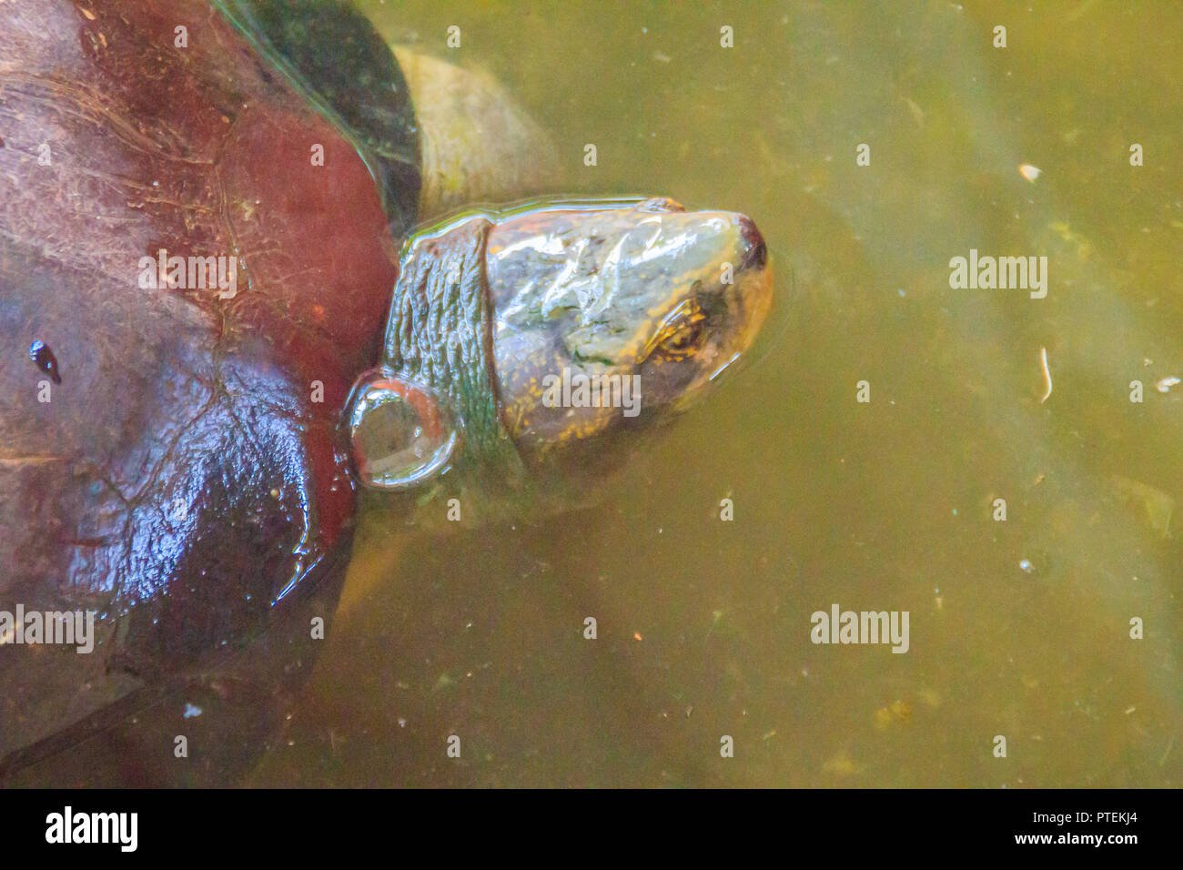 Cute Yellow-headed temple turtle in the farm. The yellow-headed temple ...