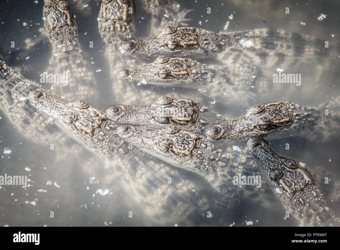 Group of young crocodiles are basking in the concrete pond. Crocodile ...