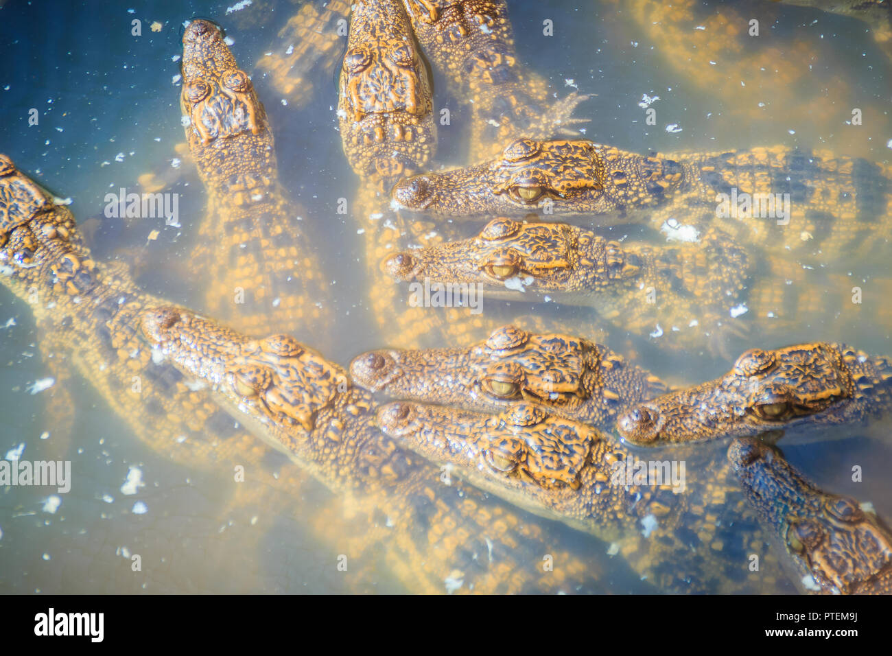 Group of young crocodiles are basking in the concrete pond. Crocodile ...