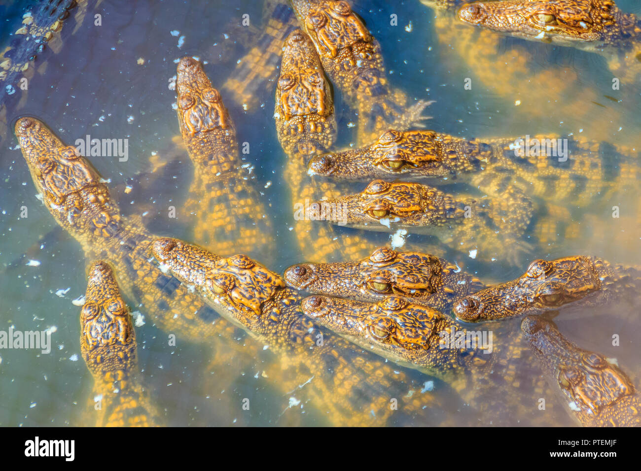 Group of young crocodiles are basking in the concrete pond. Crocodile ...
