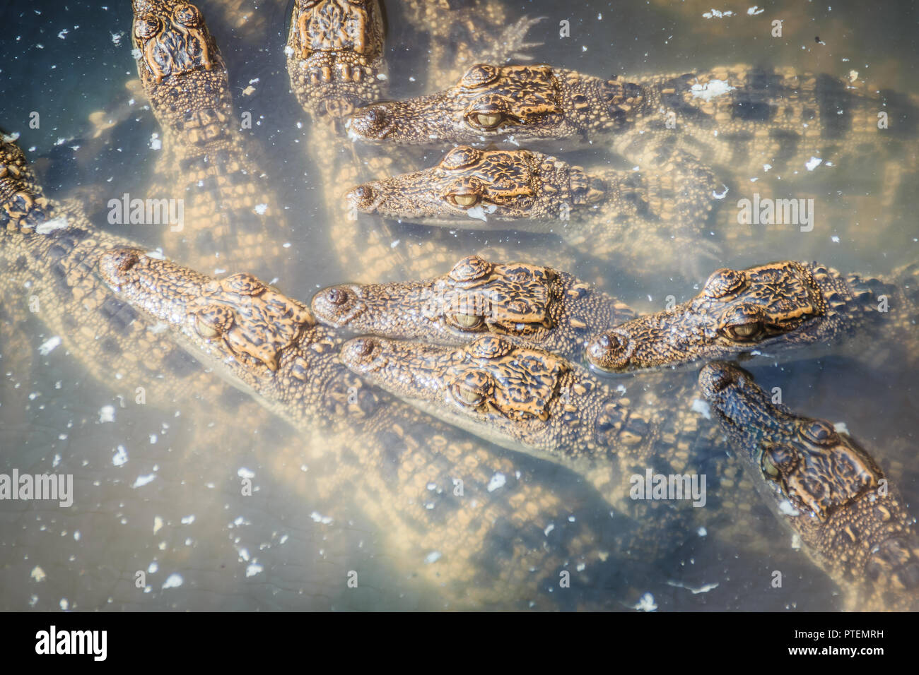 Group of young crocodiles are basking in the concrete pond. Crocodile ...