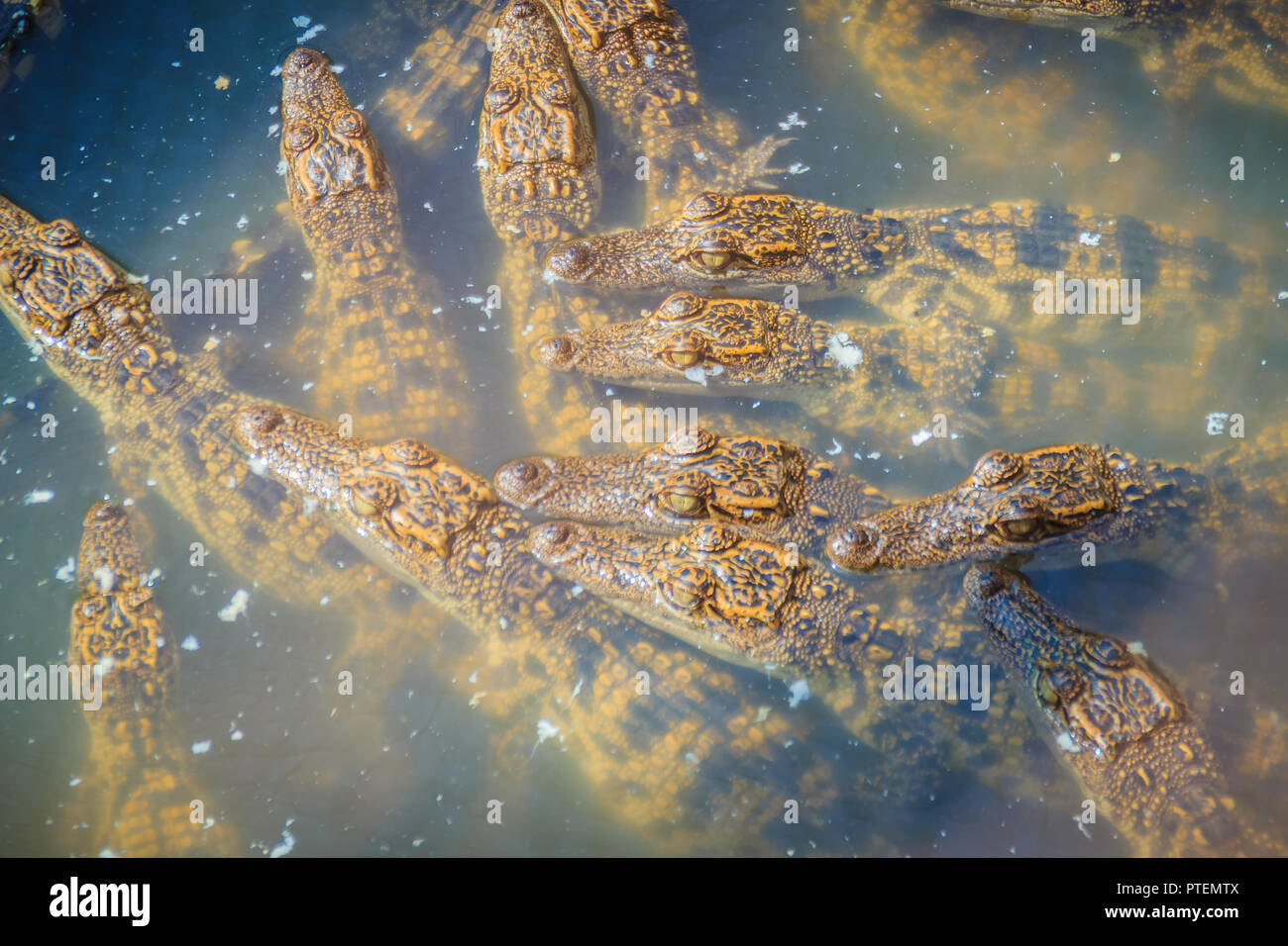 Group of young crocodiles are basking in the concrete pond. Crocodile ...
