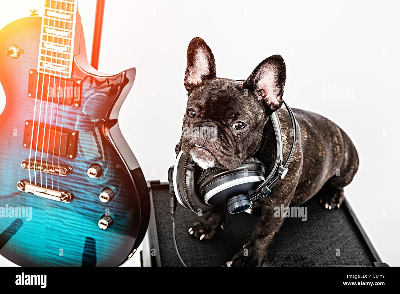 French bulldog and guitar, amplifier Stock Photo - Alamy