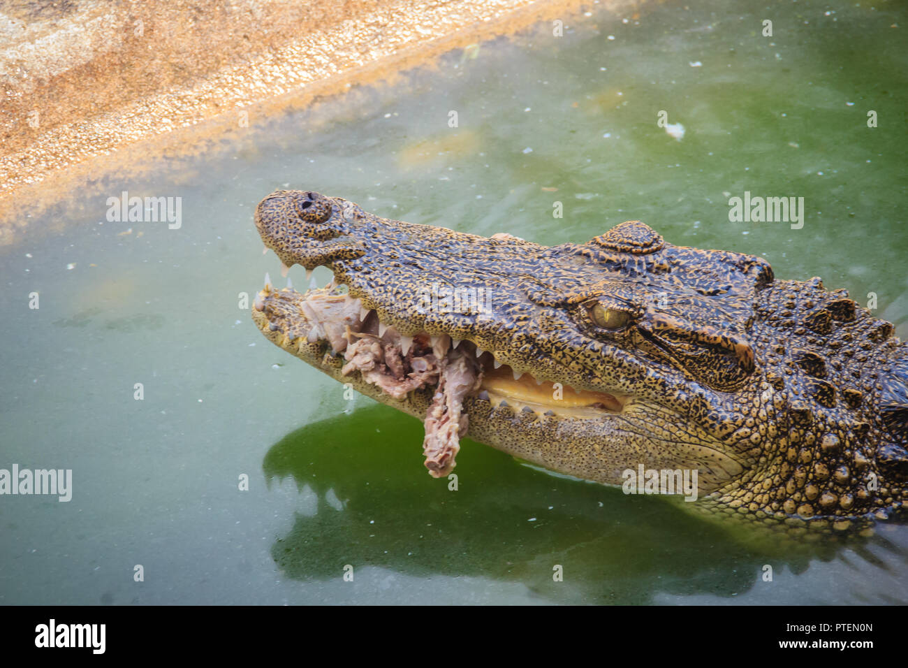 Scary crocodile is eating fresh meat in the farm. Crocodile farming for ...