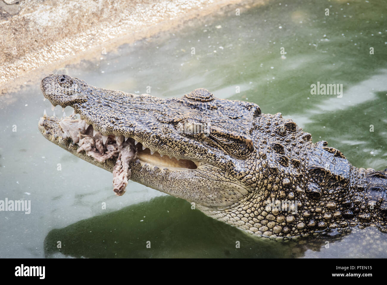 Scary crocodile is eating fresh meat in the farm. Crocodile farming for ...