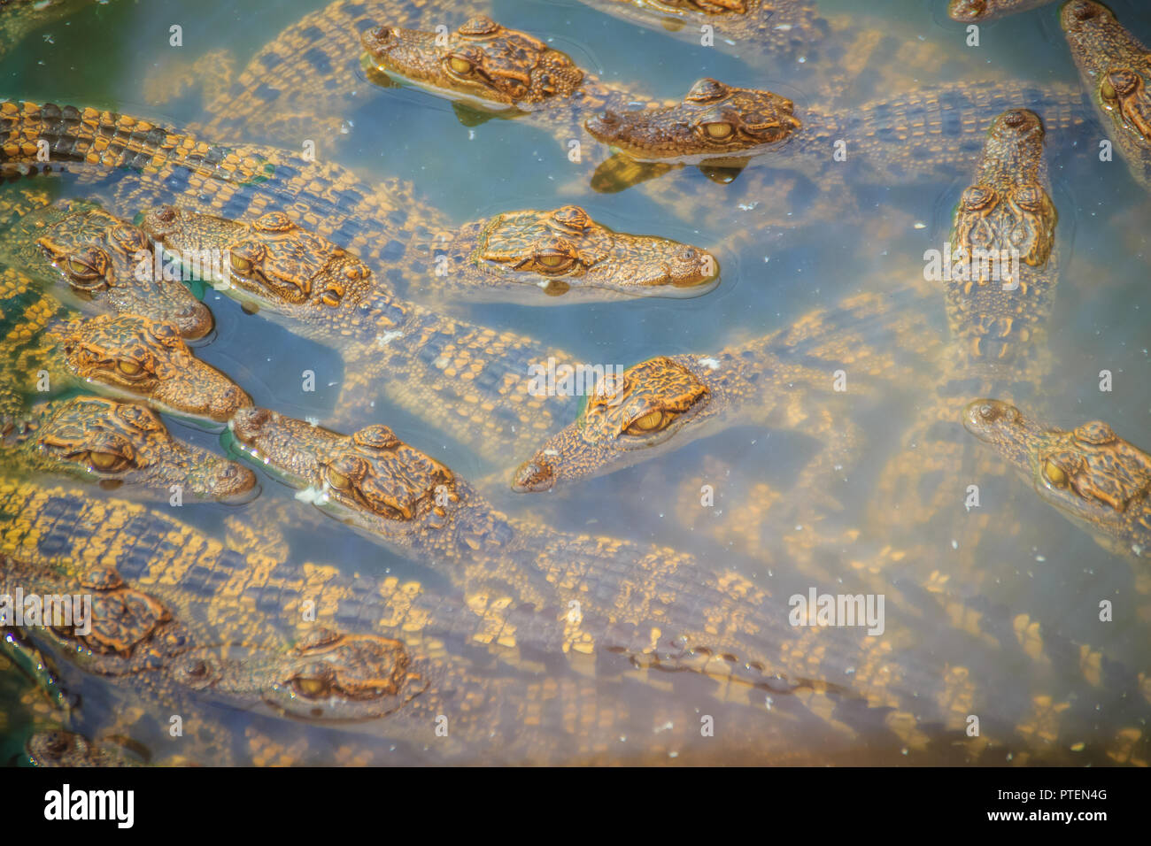 Group of young crocodiles are basking in the concrete pond. Crocodile ...