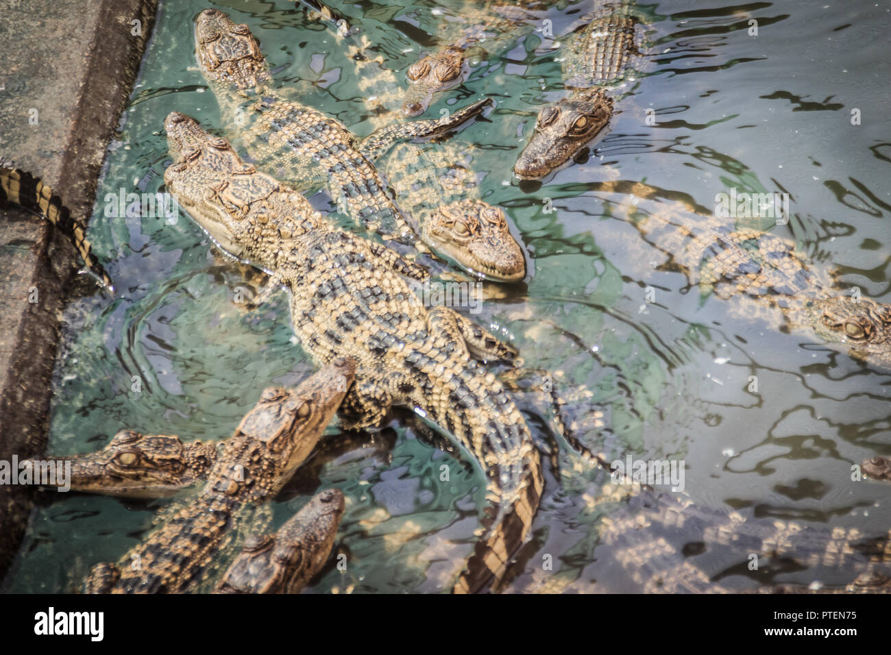 Baby crocodiles crocodile farm hi-res stock photography and images - Alamy