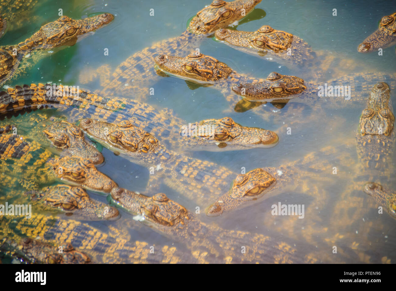 Group of young crocodiles are basking in the concrete pond. Crocodile ...