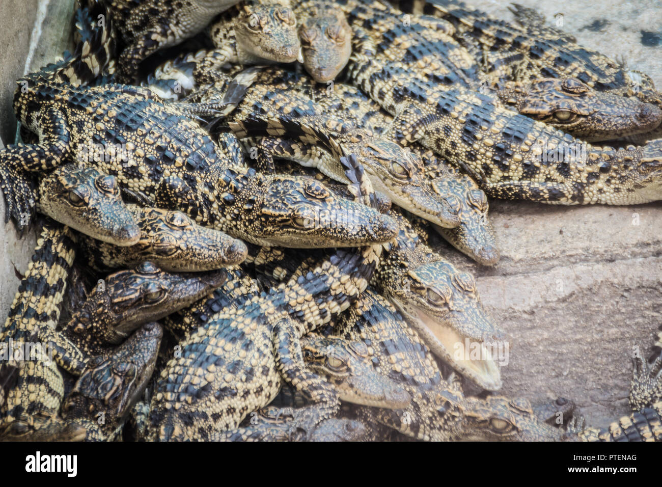 Group of young crocodiles are basking in the concrete pond. Crocodile ...