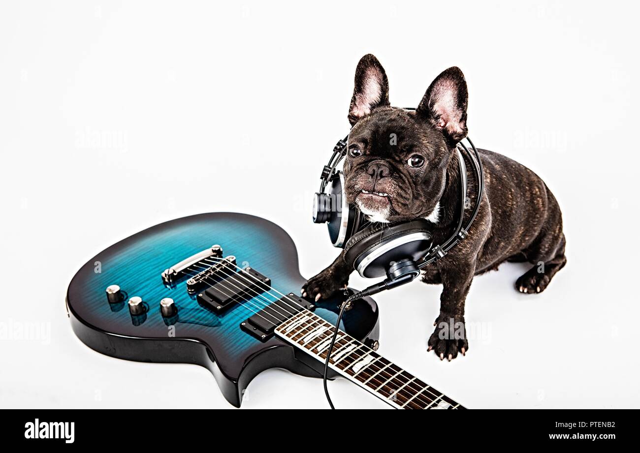 French bulldog and guitar, amplifier Stock Photo - Alamy