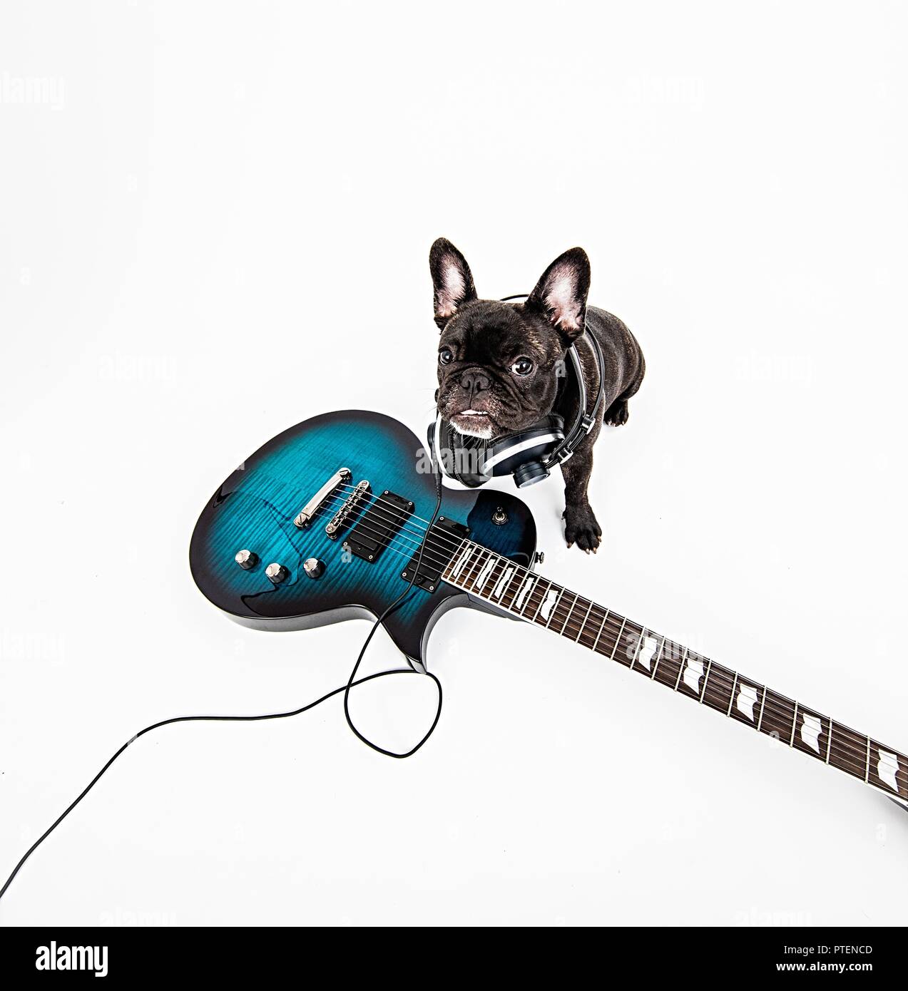 French bulldog and guitar, amplifier Stock Photo - Alamy