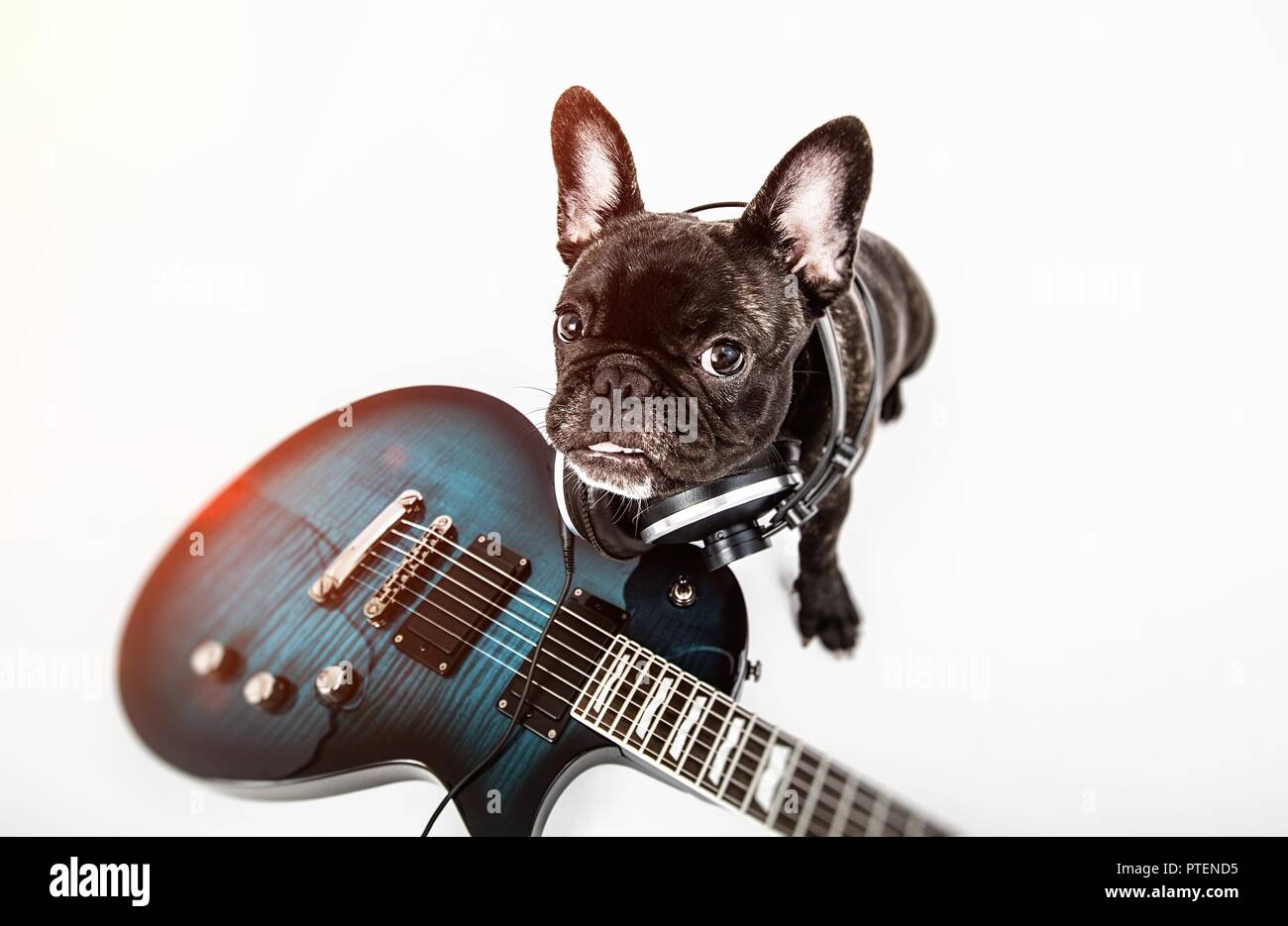 French bulldog and guitar, amplifier Stock Photo - Alamy