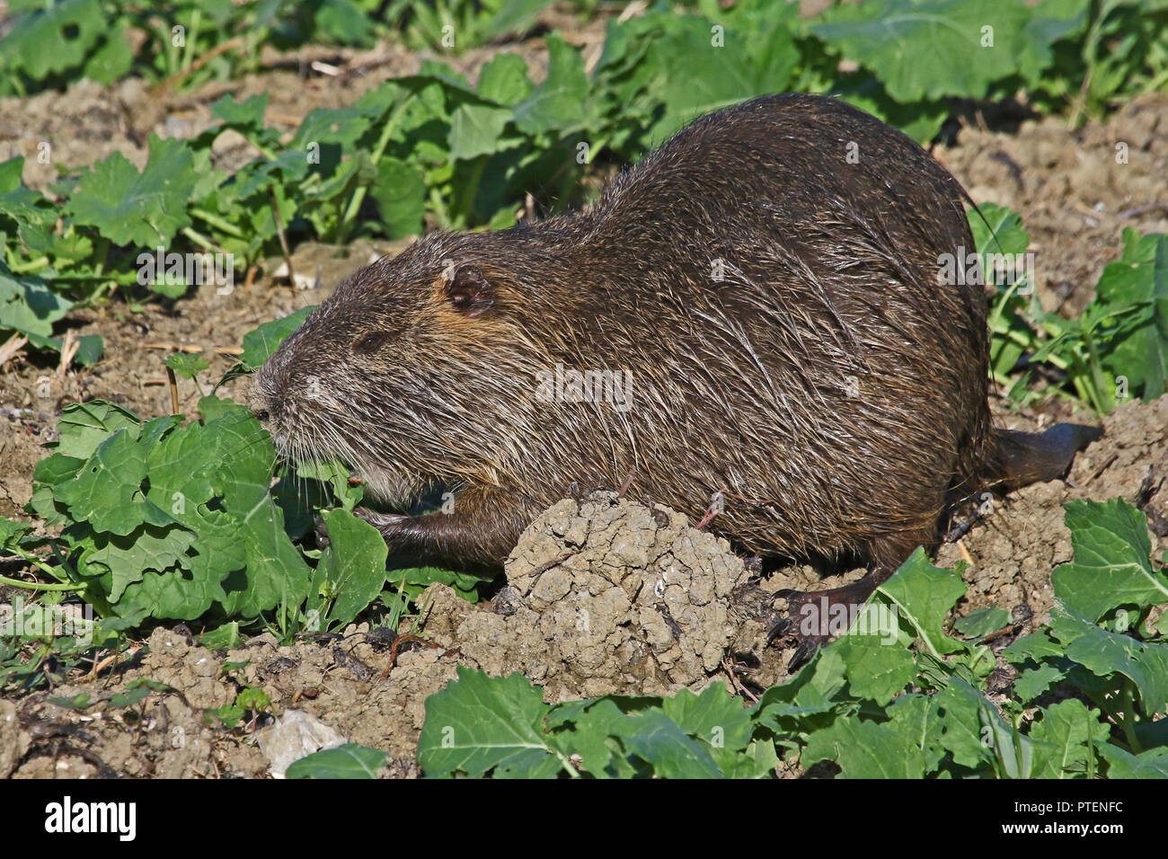 Spiny Rat High Resolution Stock Photography and Images - Alamy