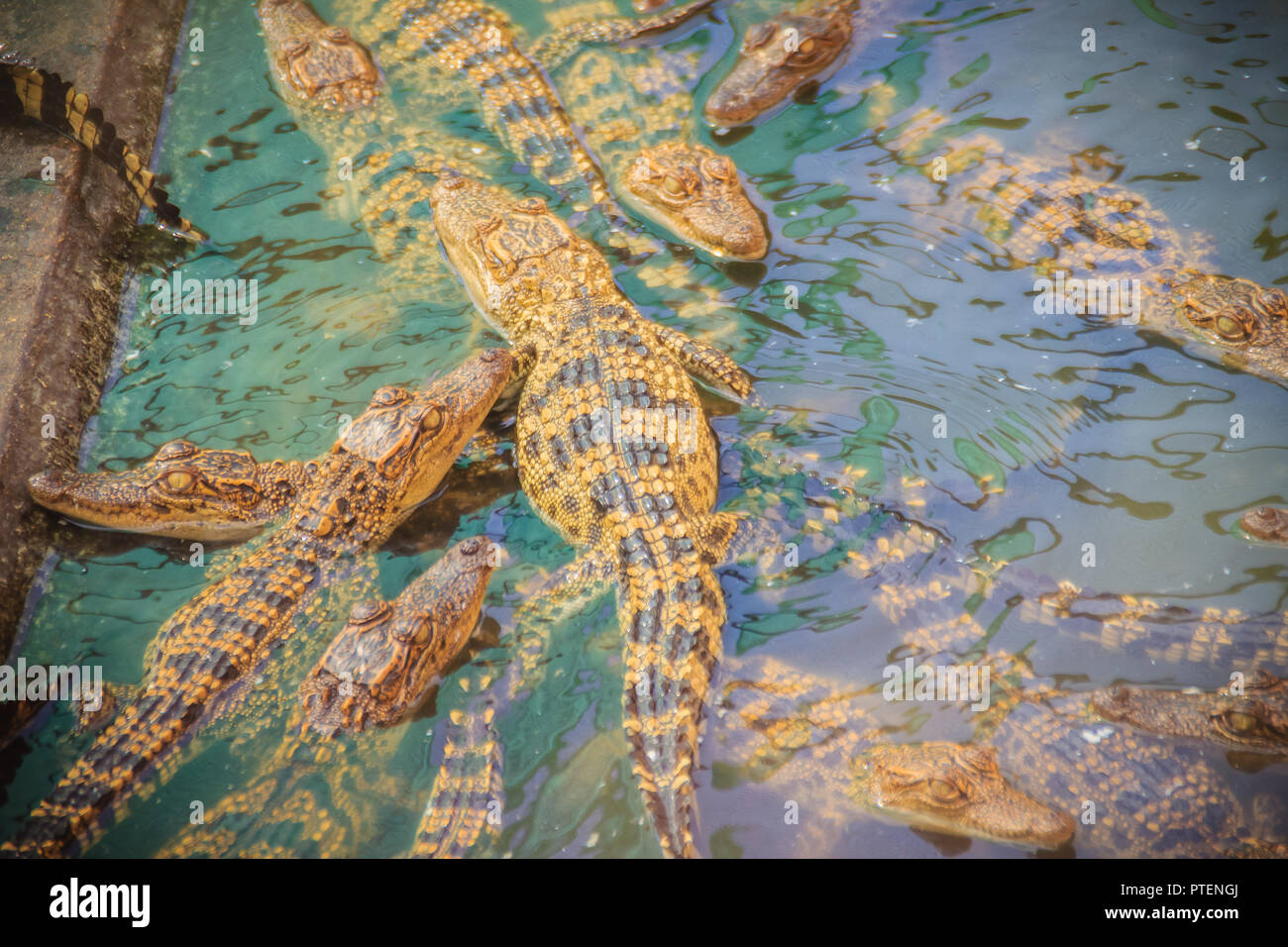 Group of young crocodiles are basking in the concrete pond. Crocodile ...