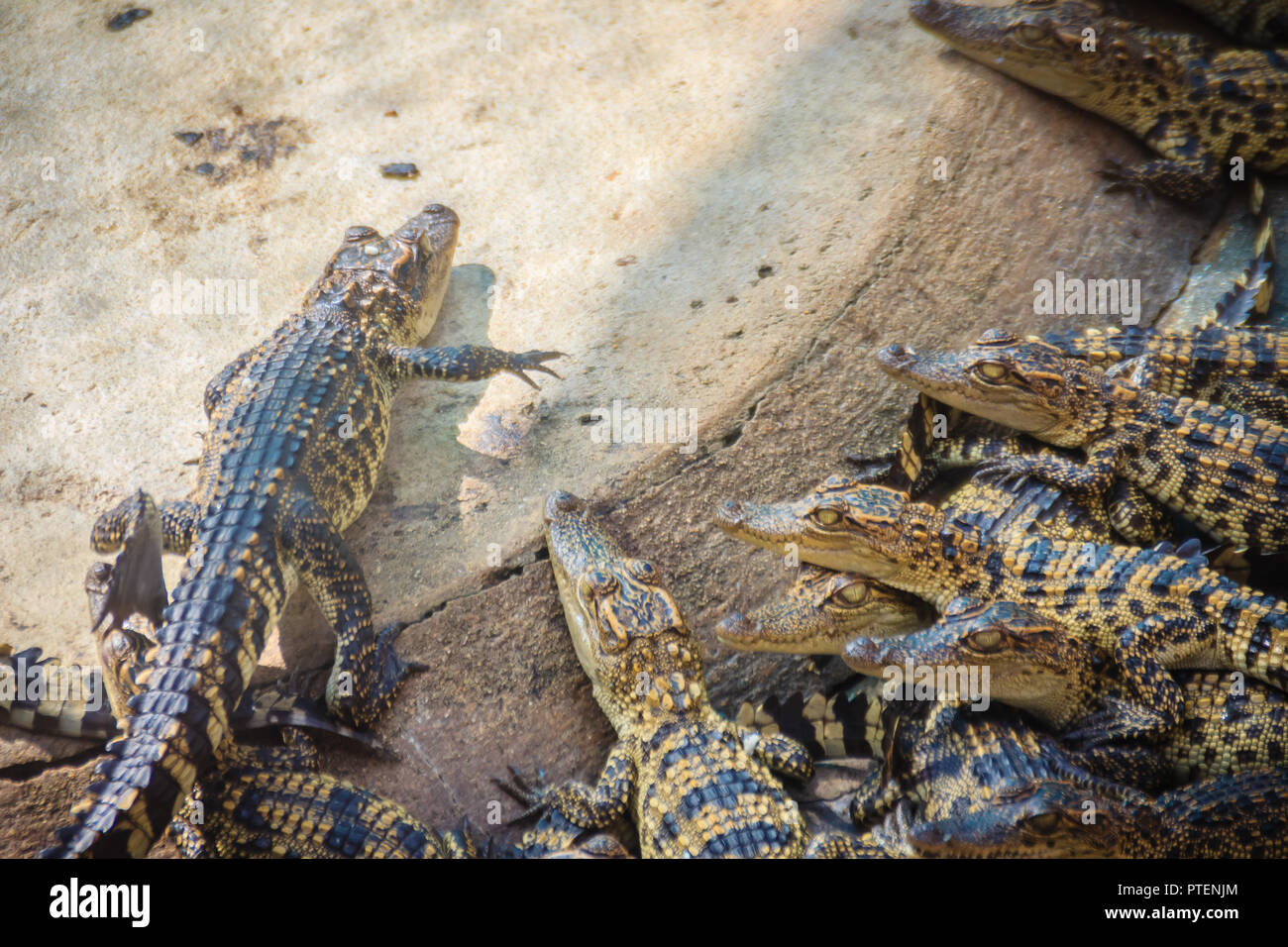 Group of young crocodiles are basking in the concrete pond. Crocodile ...