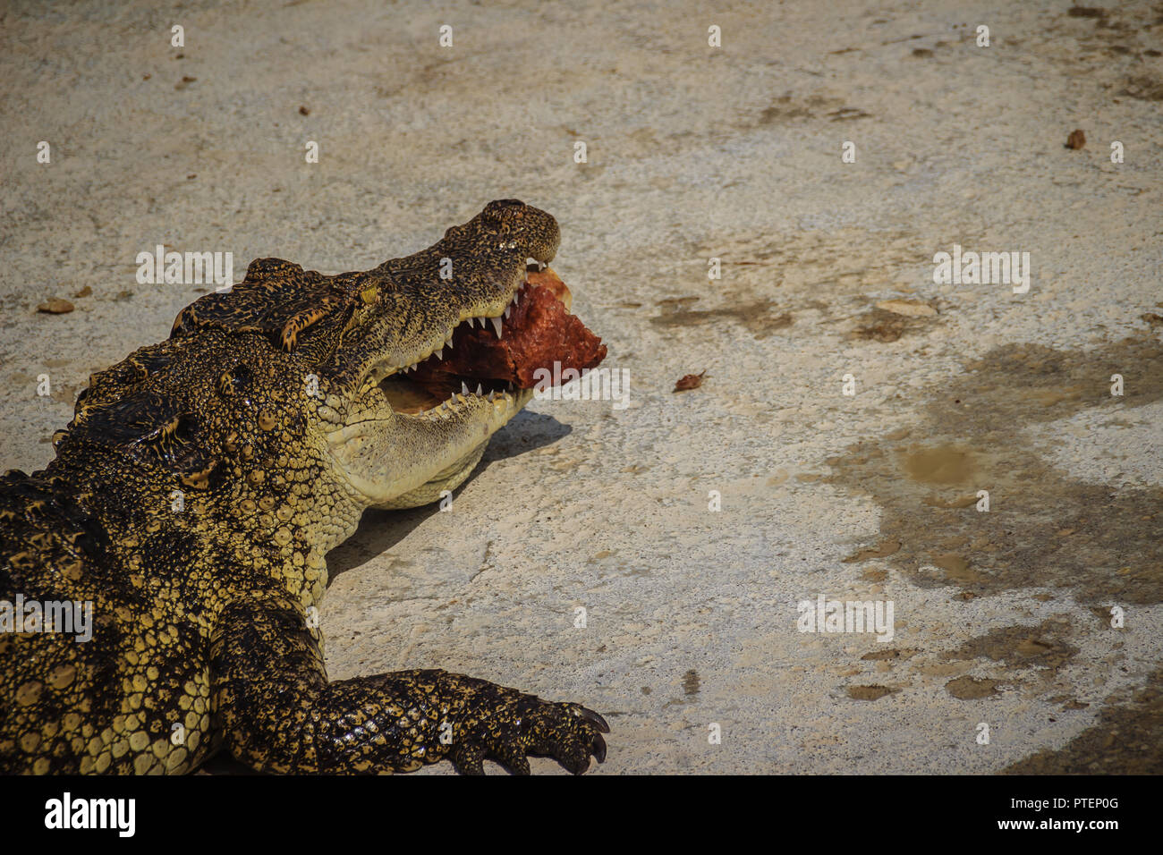Scary crocodile is eating fresh meat in the farm. Crocodile farming for ...