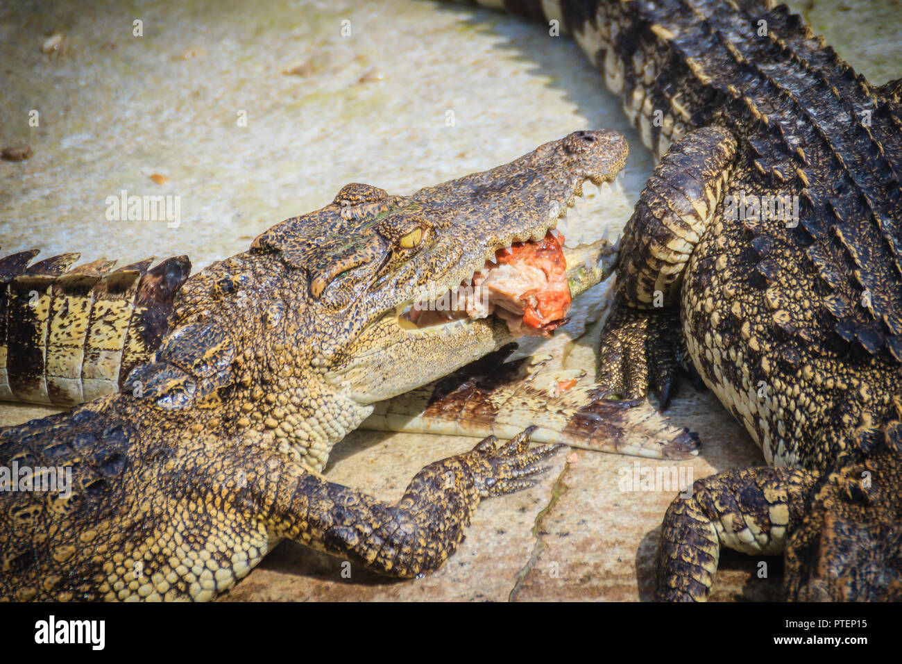Scary crocodile is eating fresh meat in the farm. Crocodile farming for ...