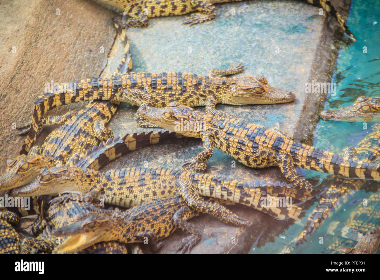 Group of young crocodiles are basking in the concrete pond. Crocodile ...
