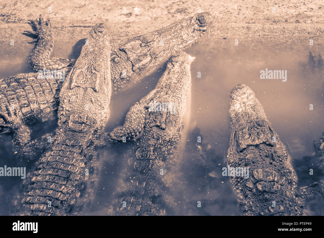 Group of young crocodiles are basking in the concrete pond. Crocodile ...