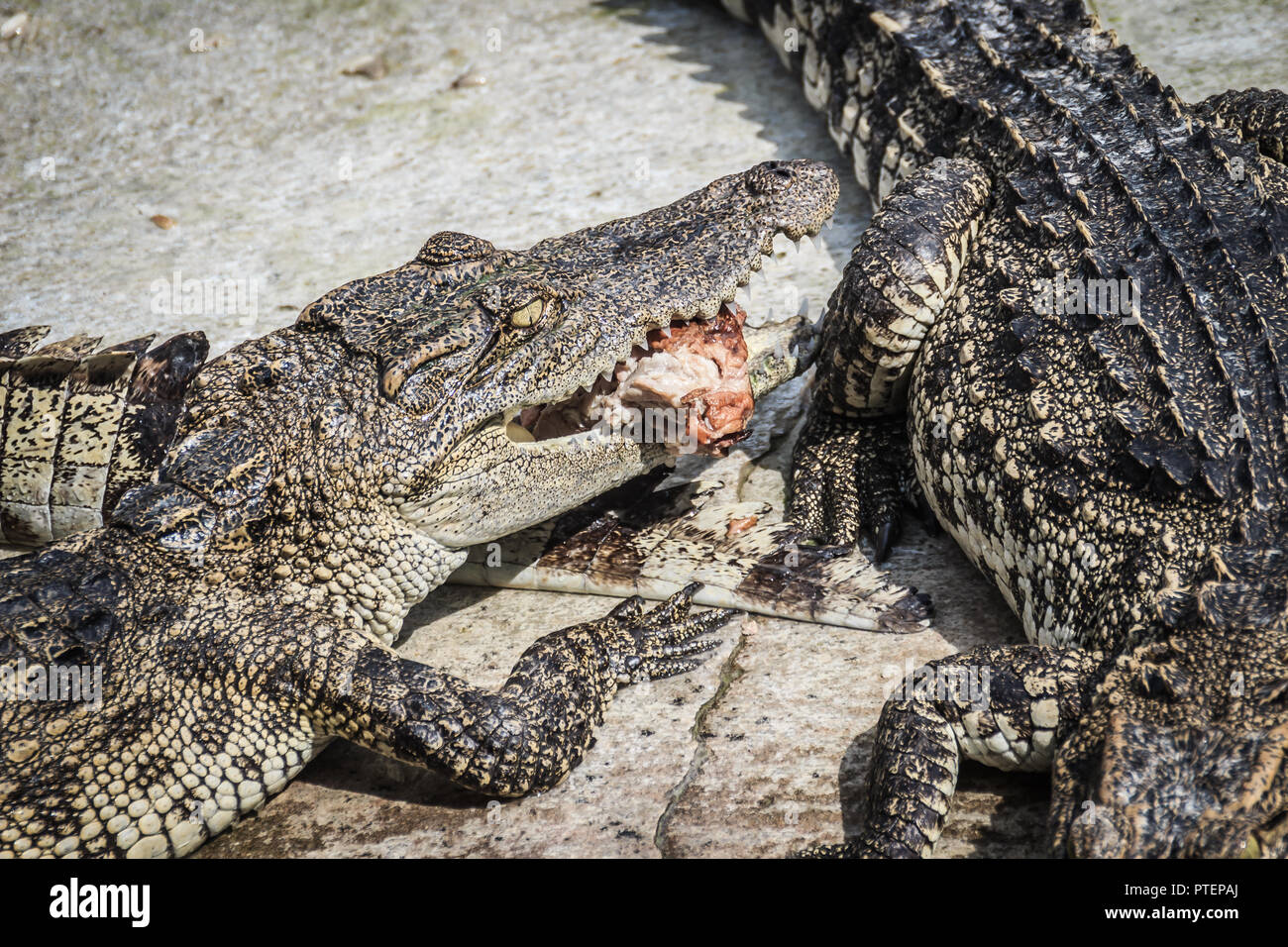 Scary crocodile is eating fresh meat in the farm. Crocodile farming for ...