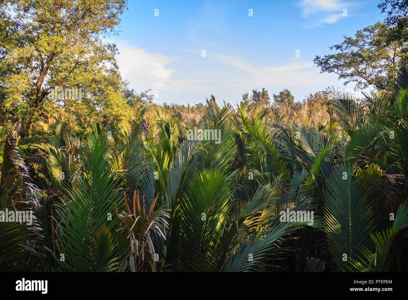 Nipa palm leaves hi-res stock photography and images - Alamy