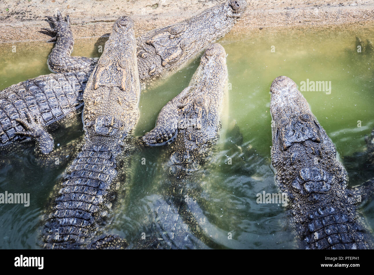 Group of young crocodiles are basking in the concrete pond. Crocodile ...