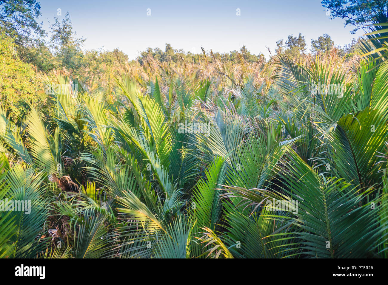 Nipa Palm High Resolution Stock Photography and Images - Alamy